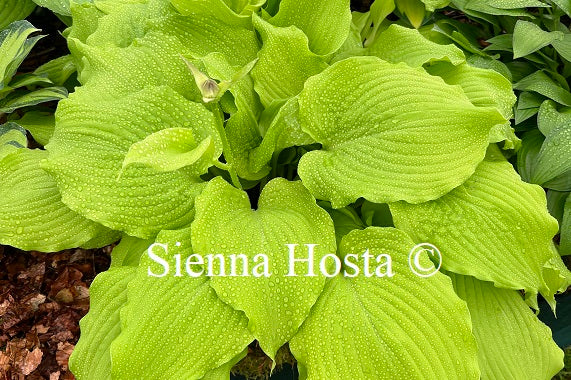 Hosta 'Dancing Queen' - Sienna Hosta