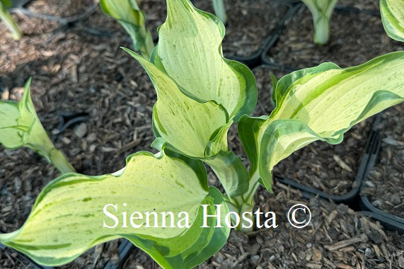 Hosta 'Zeus' - Sienna Hosta