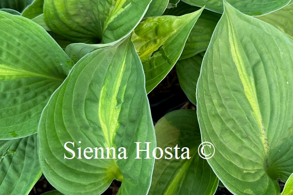 Hosta 'Victor' - Sienna Hosta