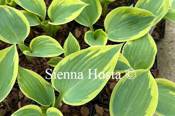Hosta 'Flemish Tradition' - Sienna Hosta