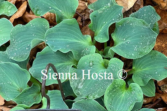Hosta 'Dancing Mouse' - Sienna Hosta