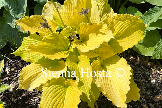 Hosta 'Dancing Queen' - Sienna Hosta