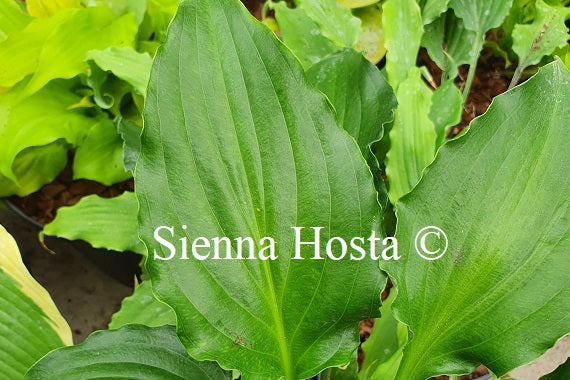 Hosta 'Plum Nutty' - Sienna Hosta