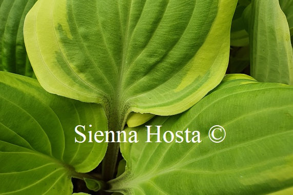 Hosta 'Delicious' - Sienna Hosta