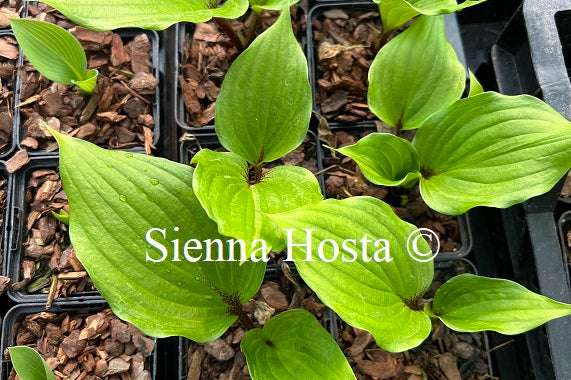 Hosta 'Gooseberry Sundae' - Sienna Hosta