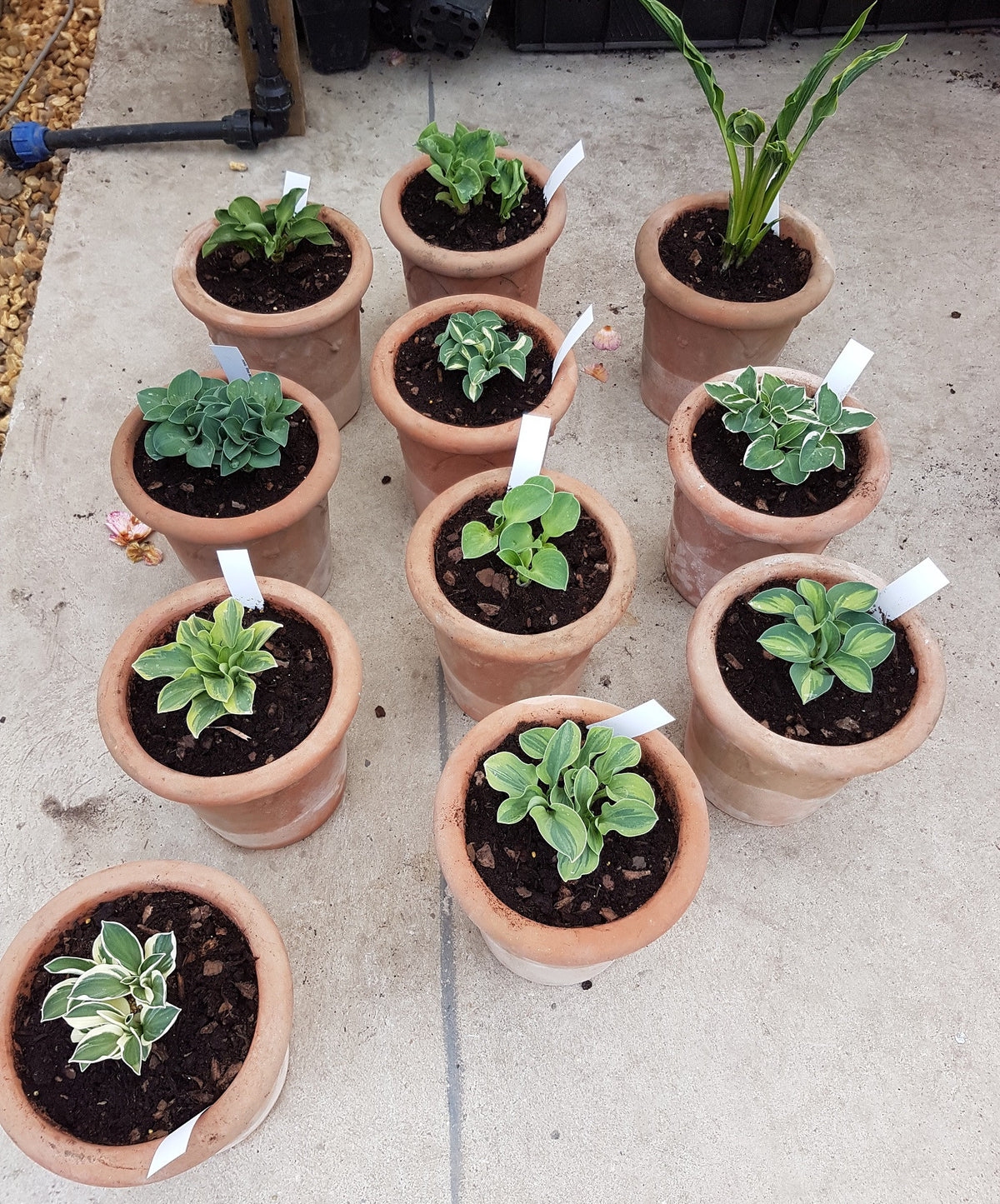 Growing Hostas In Pots and Containers - Sienna Hosta