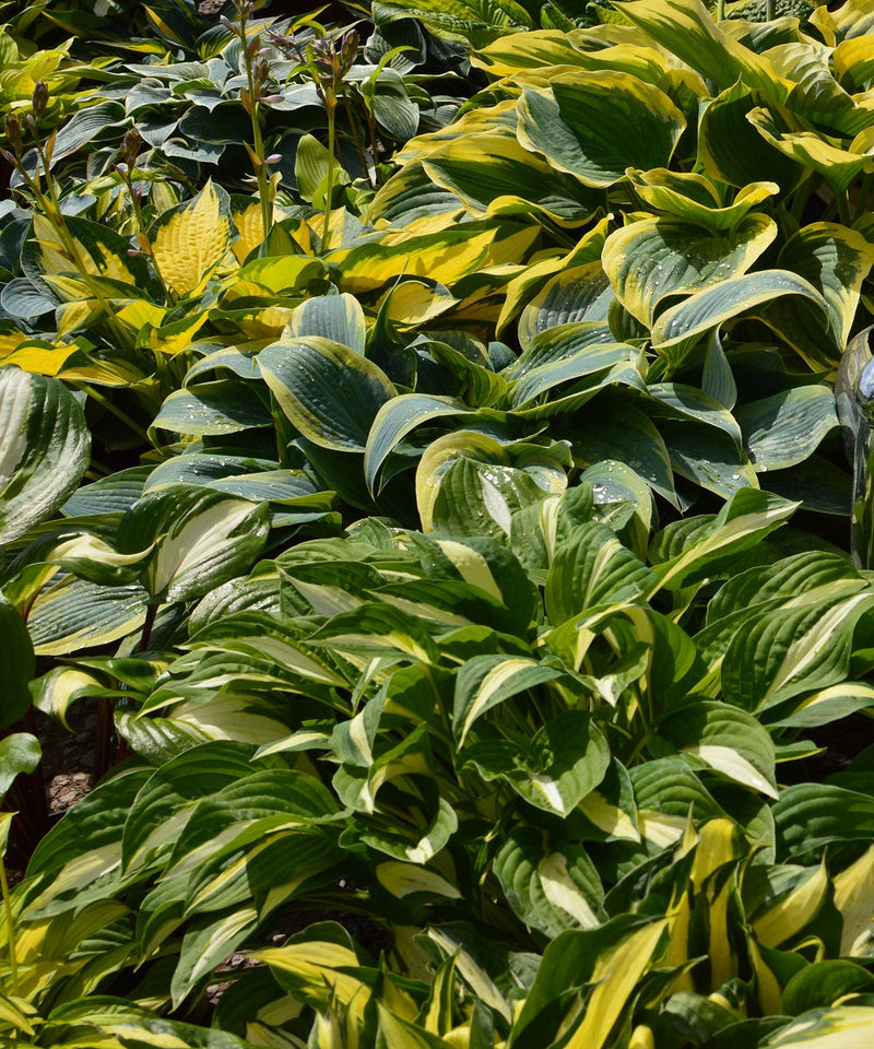 How to Grow Hostas Successfully in the UK (Beginner to Expert Guide ...