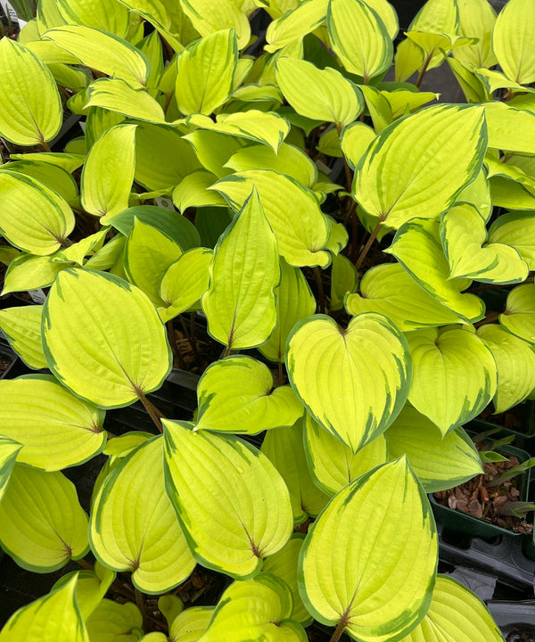 The Evolution of Hostas: From Wild Origins to Modern Hybrids - Sienna Hosta