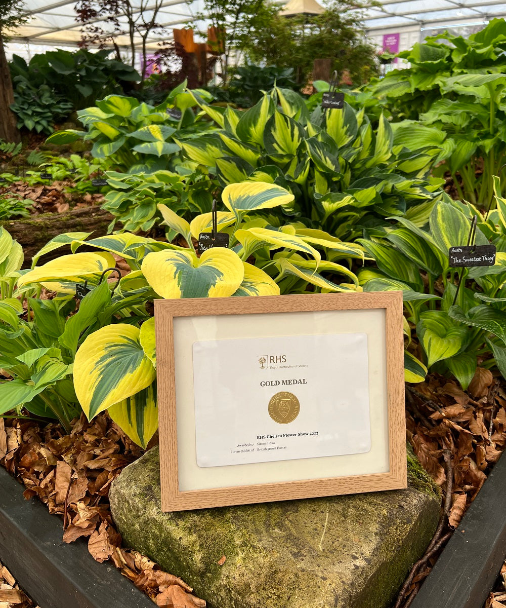 Sienna at RHS Chelsea 2023 - Sienna Hosta