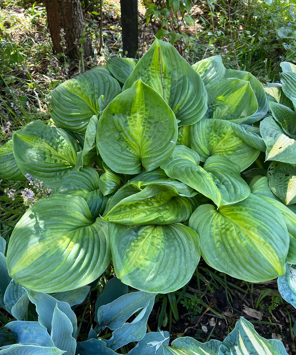 Deer-Resistant Hostas: How to Keep Wildlife Away - Sienna Hosta