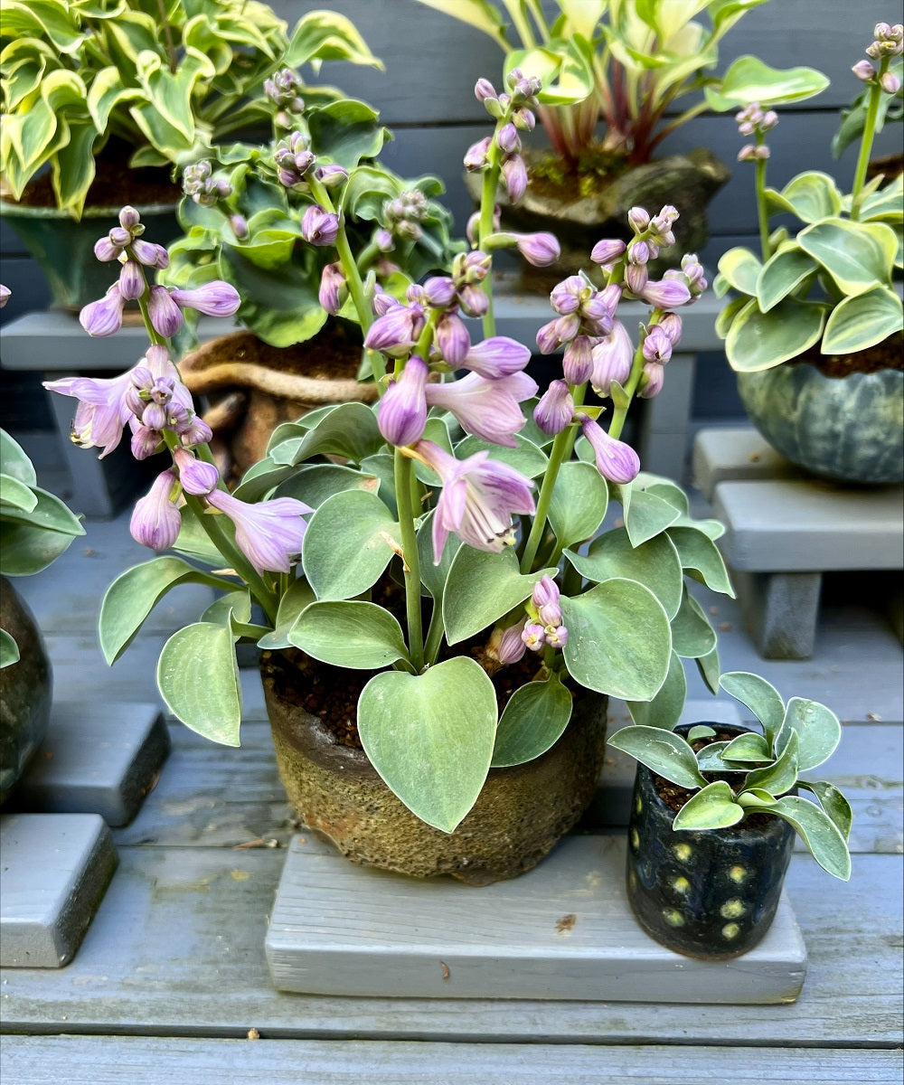 Bonsai Hostas - Sienna Hosta