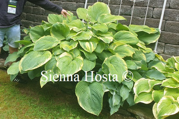 Hosta 'Backyard Monster' - Sienna Hosta
