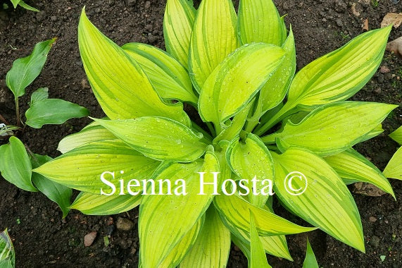 Hosta 'Blazing Hot' - Sienna Hosta