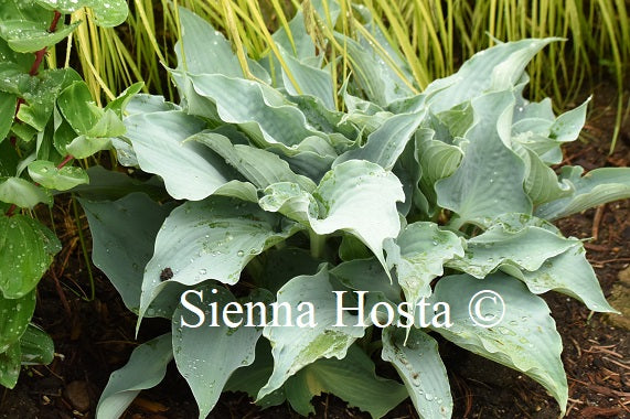 Hosta 'Dancing With Dragons' - Sienna Hosta
