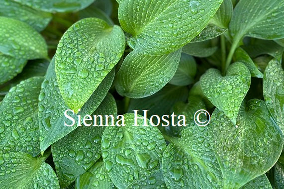 Hosta 'Devon Green' - Sienna Hosta