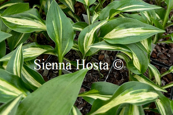 Hosta 'Dixie Chickadee' - Sienna Hosta