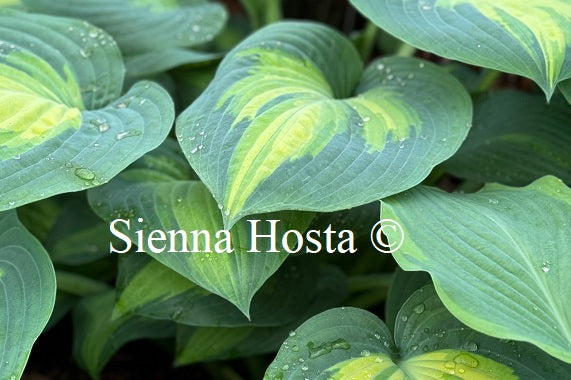 Hosta 'Forbidden Fruit' - Sienna Hosta