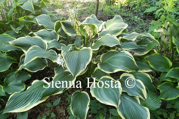 Hosta 'Hollywood Doppelganger' - Sienna Hosta