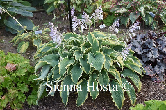 Sienna Hosta - Specialist mail order hosta growers