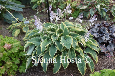 Sienna Hosta - Specialist mail order hosta growers
