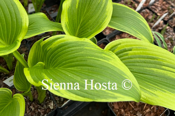 Hosta montana 'Aureomarginata' - Sienna Hosta