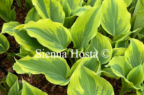 Hosta 'The King' - Sienna Hosta