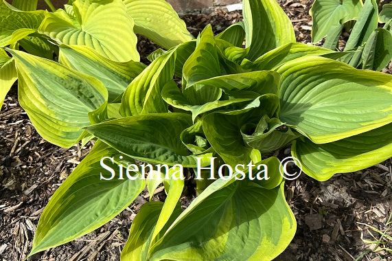 Hosta 'Final Victory' - Sienna Hosta