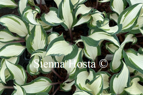 Hosta 'Miss Christa' - Sienna Hosta
