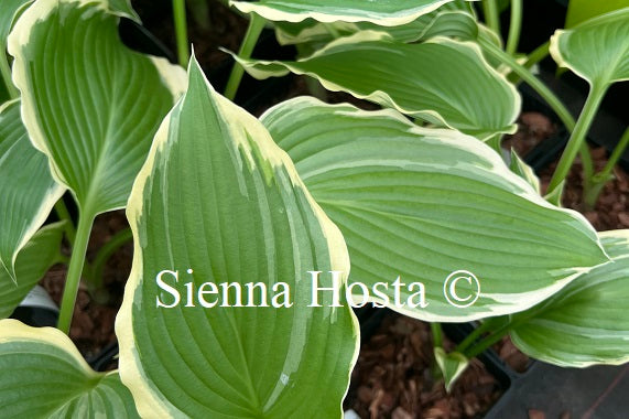 Hosta 'Dancing Hero' - Sienna Hosta