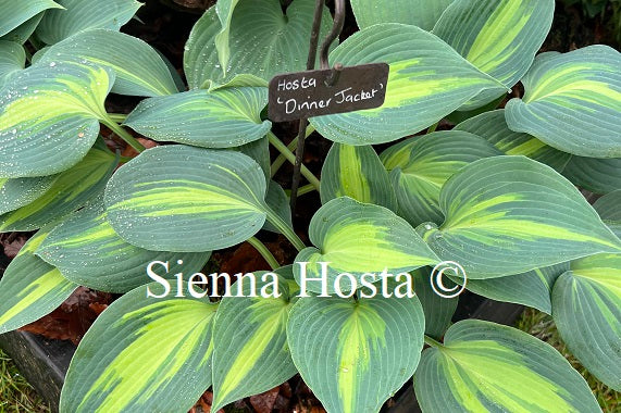 Hosta 'Dinner Jacket' - Sienna Hosta