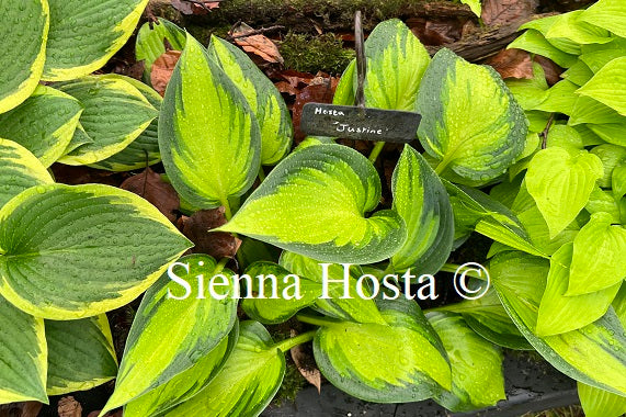 Hosta 'Justine' - Sienna Hosta