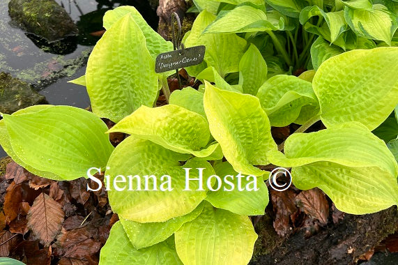 Hosta 'Designer Genes' - Sienna Hosta