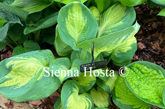 Hosta 'Popcorn' - Sienna Hosta
