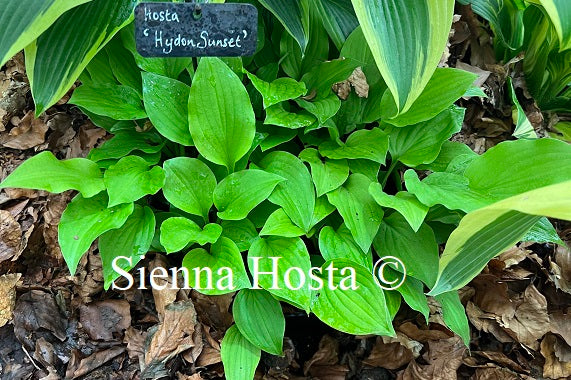 Hosta 'Hydon Sunset' - Sienna Hosta