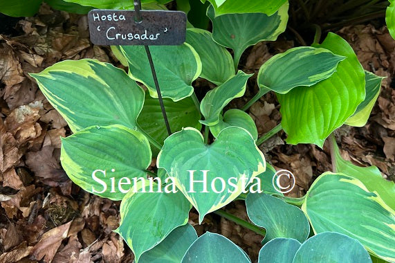 Hosta 'Crusader' - Sienna Hosta