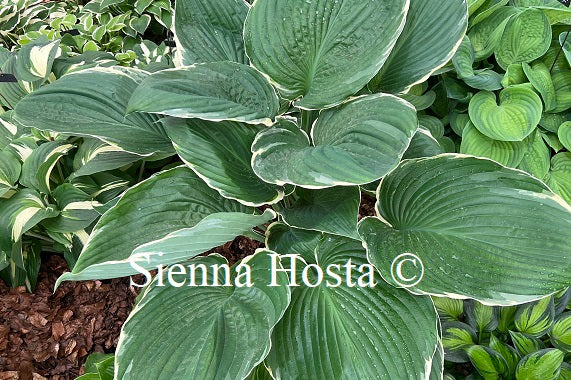 Hosta 'Icy Halo' - Sienna Hosta