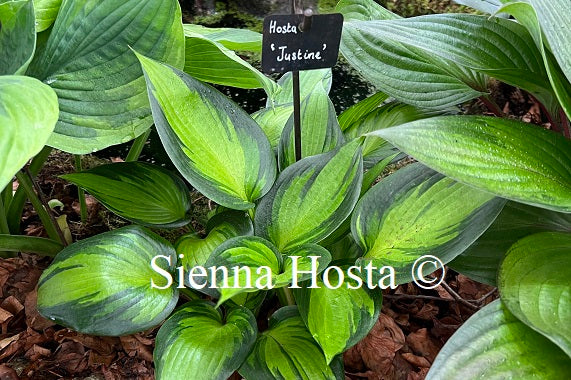 Hosta 'Justine' - Sienna Hosta
