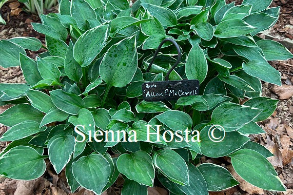 Miniature and Small Hostas Tagged "Green with White Margins" - Sienna Hosta