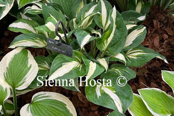 Hosta 'Enterprise' - Sienna Hosta