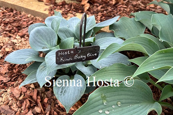 Hosta 'Kiwi Blue Baby' - Sienna Hosta