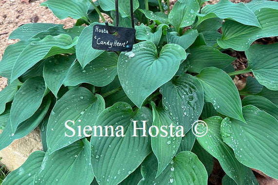 Hosta 'Candy Hearts' - Sienna Hosta