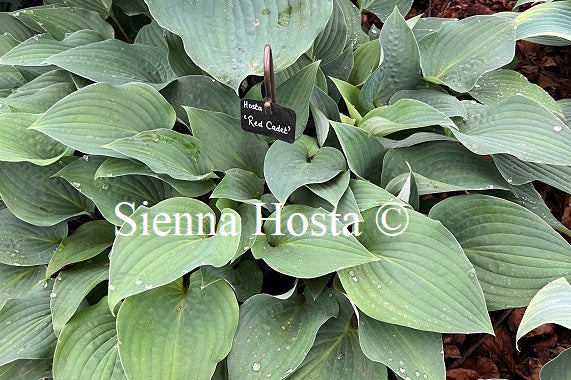 Hosta 'Red Cadet' - Sienna Hosta