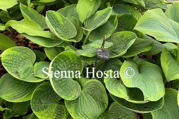 Hosta 'Sugar Snap' - Sienna Hosta
