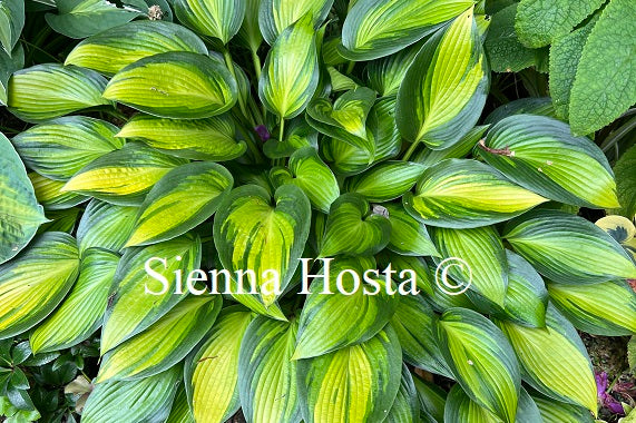Hosta 'June Spirit' - Sienna Hosta