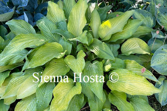 Hosta 'Funky Monkey' - Sienna Hosta