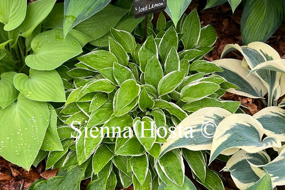 Hosta 'Iced Lemon' - Sienna Hosta