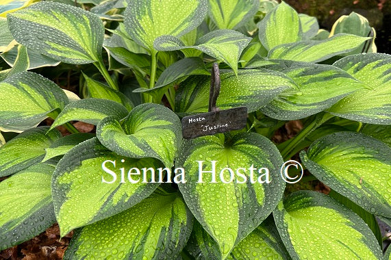 Hosta 'Justine' - Sienna Hosta