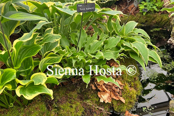Hosta 'Frosted Raspberry' - Sienna Hosta