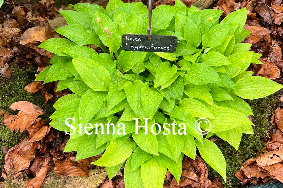 Hosta 'Hydon Sunset' - Sienna Hosta
