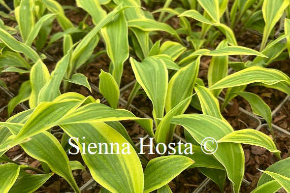 Hosta 'Lipstick Blush' - Sienna Hosta